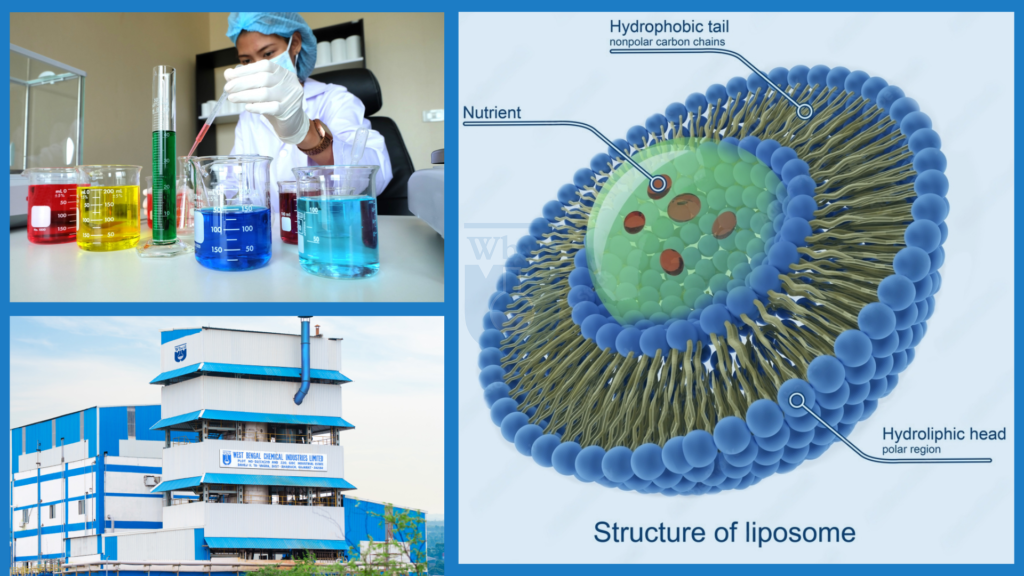 Liposome Drug Delivery: The Future of Therapeutics by WBCIL