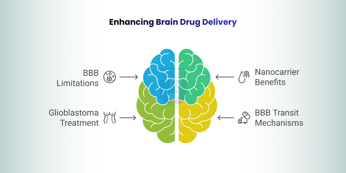 Liposomal Curcumin in Brain Cancer | Science, Trials & Hope